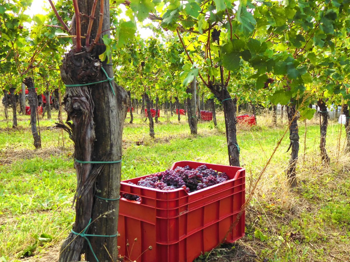 Our Favourite Images – Solaris Wines